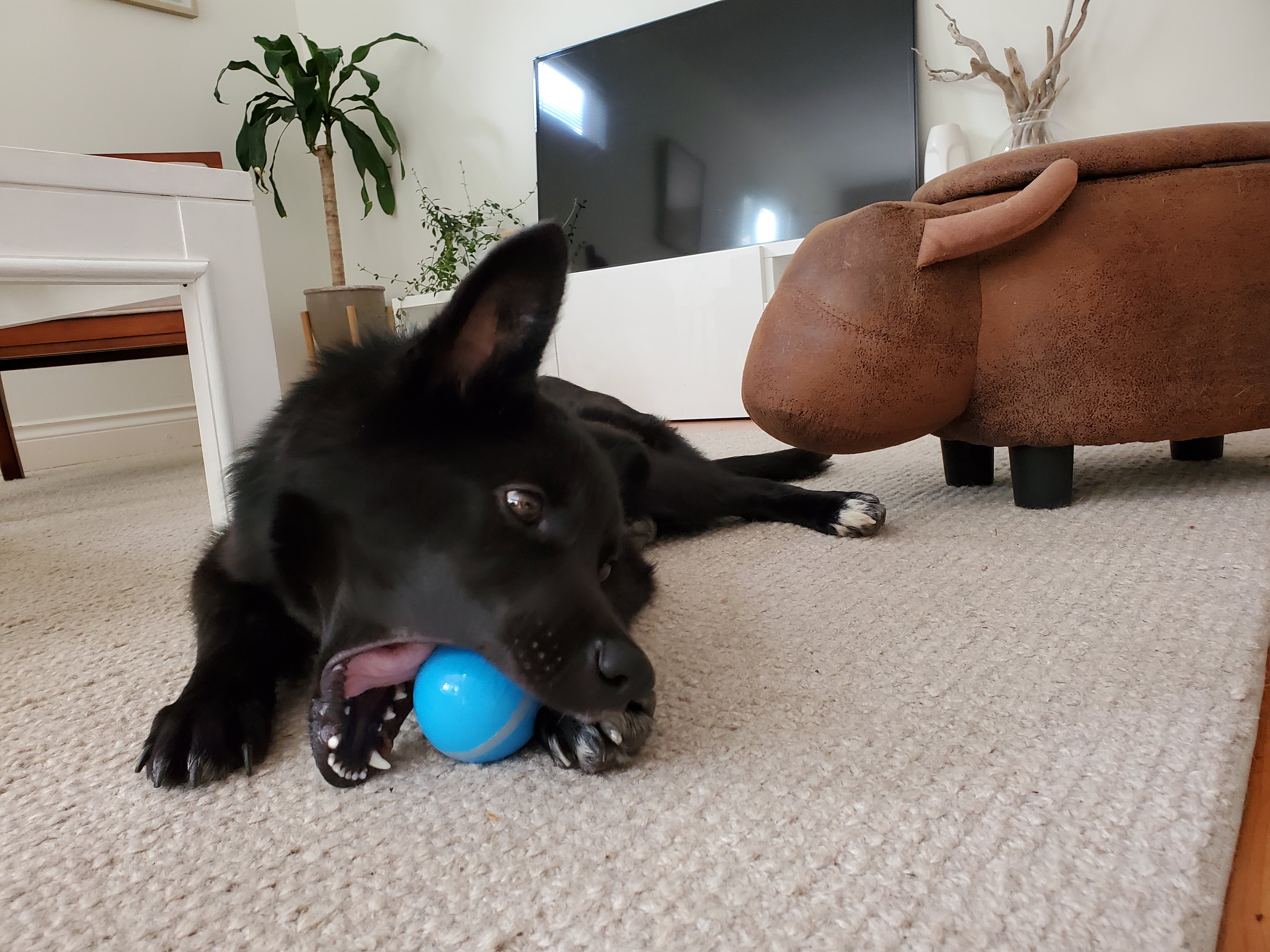 BarxBuddy BusyBall – barxbuddystore